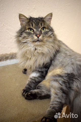 Соломон 1,5 года в добрые руки