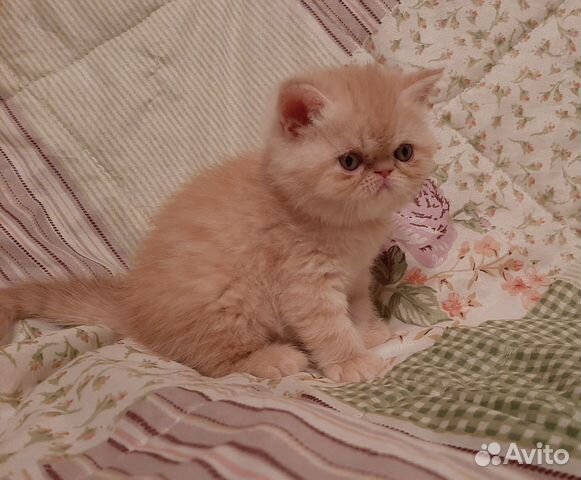 Экзотическая малышка