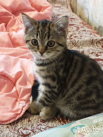 Шотландская девочка