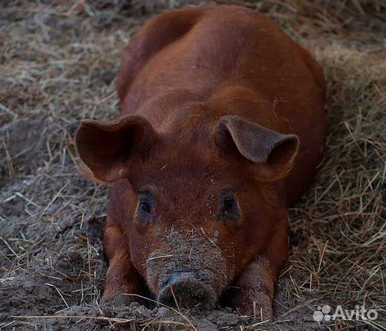 Поросятки Дюрок
