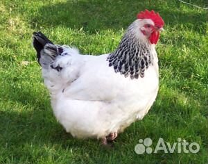 Инкубационное яйцо