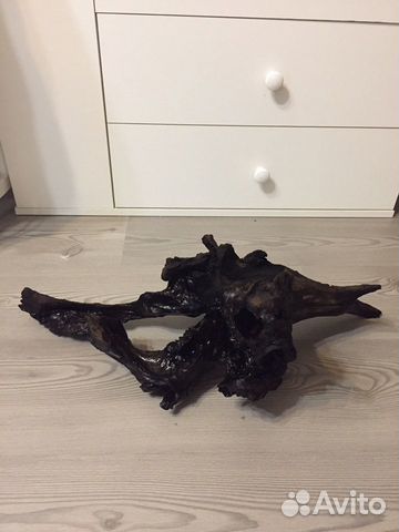 Коряга мангровая