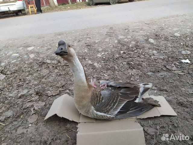 Гуси