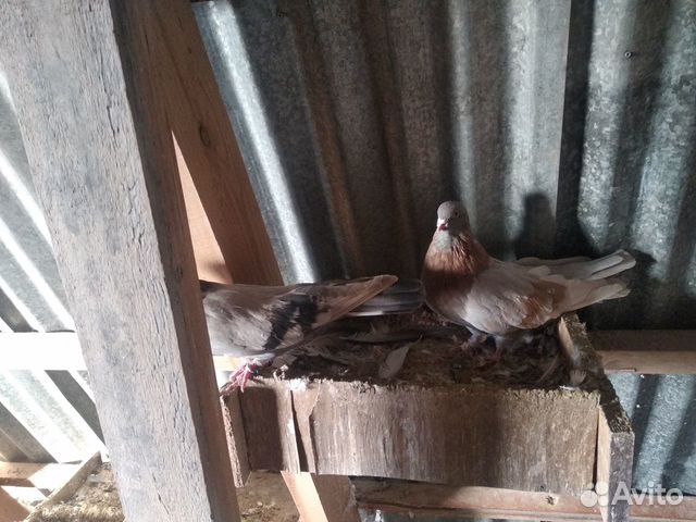 Николаевские и Кировоградские голуби