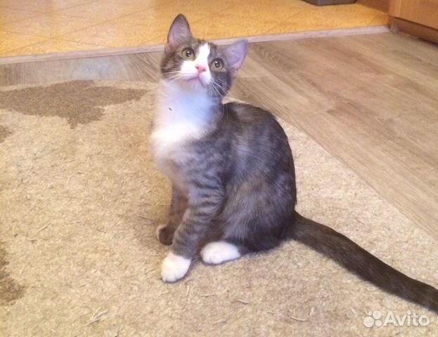 Отдадим котёнка в надежные руки