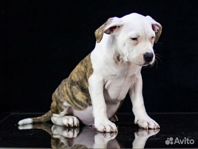 Щеночки амстаффа