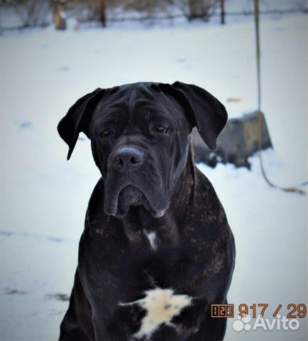 Супер парень,Кане Корсо