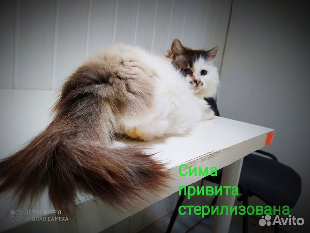 Взрослая шикарная кошка в дар