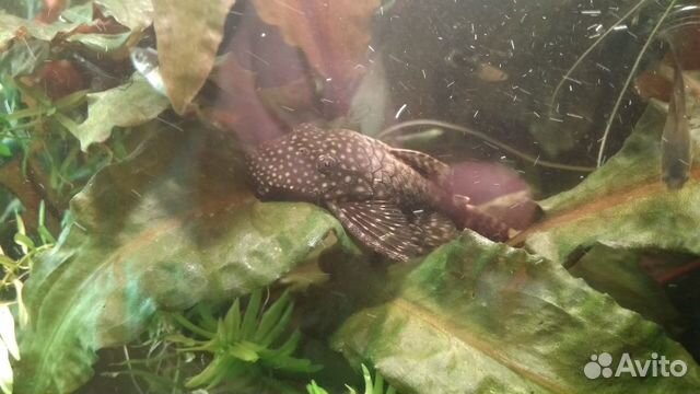 Отдам анциструсов обыкновенных