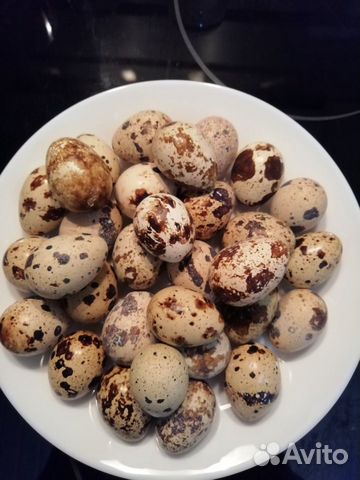 Инкубационное яйцо перепела