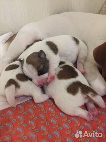 Джек Рассел терьер