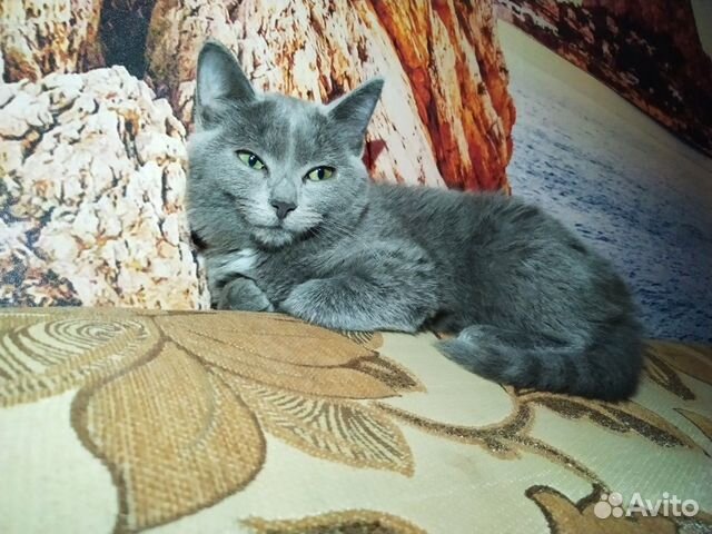 Кошечку отдам