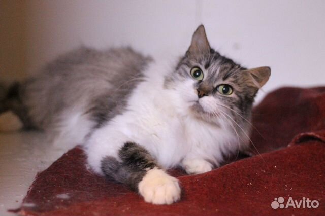 Кошка Дымка ищет дом и семью