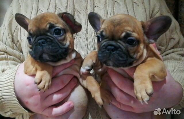 Супер красивые девочки французского бульдог