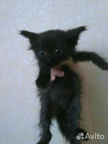 Красивые котята.Девочка и мальчик