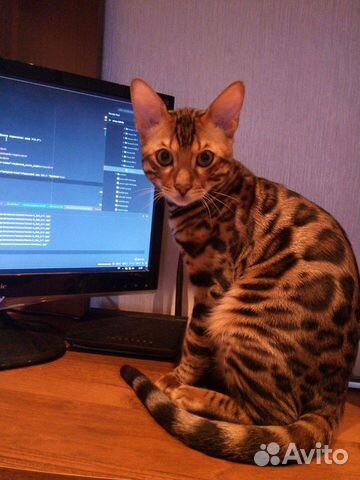 Отдаем Бенгальского кота
