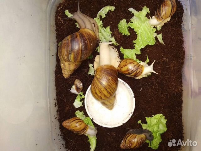 Улитка (архатины)