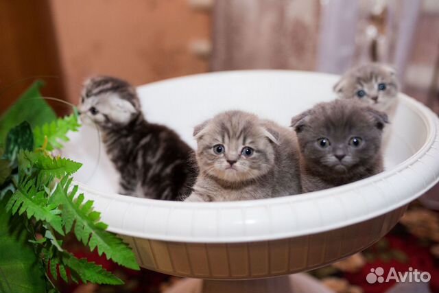 Девочки шотландочки