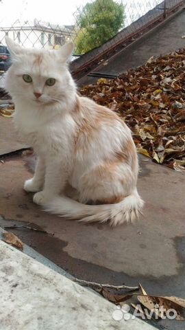 Клёвый котик