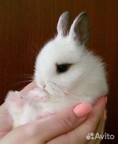 Карликовые крольчата