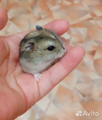 Джунгарский хомяк