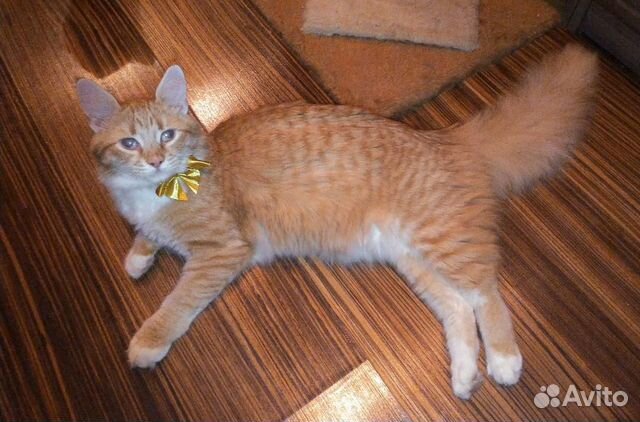 Белоглазый Василий Джентельмэн Удачи Рыжий Котёнок