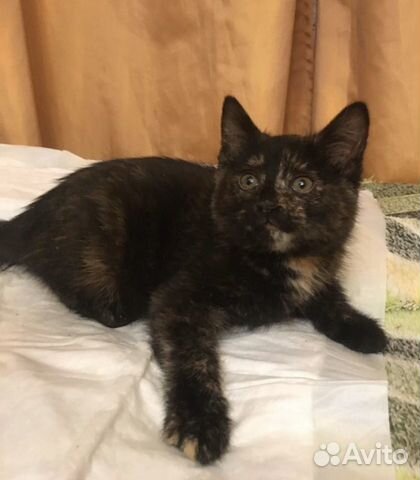 Котёнок девочка Черутти 2 месяца в добрые руки