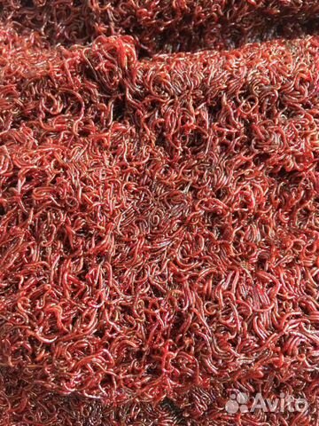 Мотыль живой свежий кормовой (для прикорма)