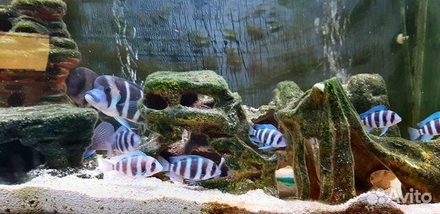 Фронтоза бурунди (Cyphotilapia frontosa)