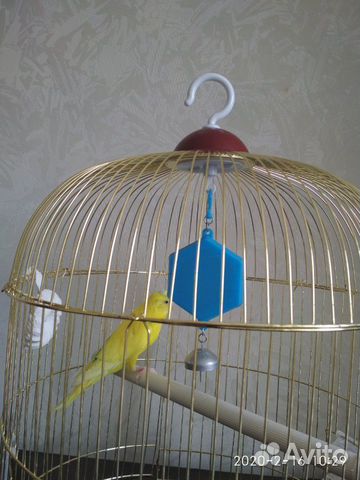 Продам попугайчика с клеткой