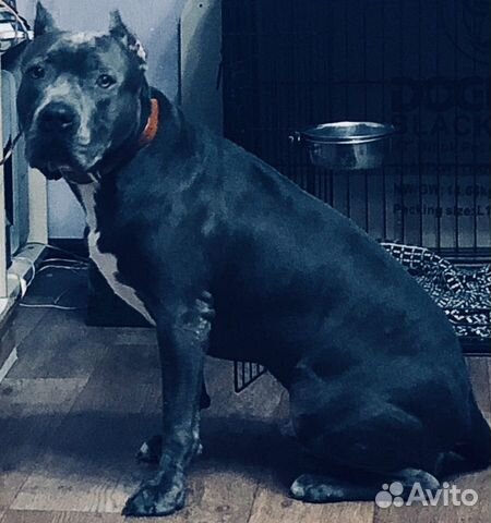 Голубой Пит-Буль