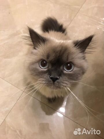 Котята Невская Маскарадная Blue Point