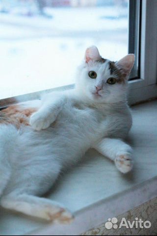 Кошка ищет дом