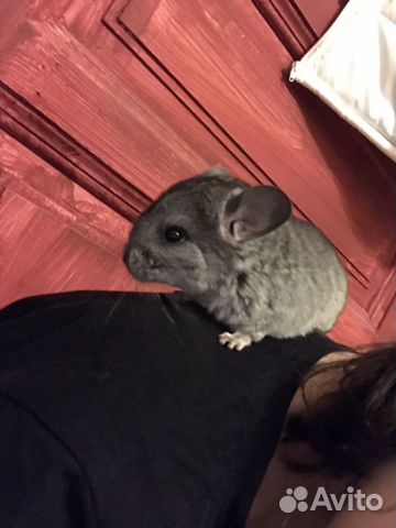 Шиншилла. Щенок шиншиллы