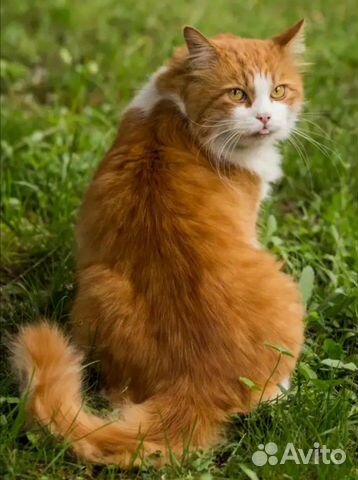 Рыжий кот ищет дом