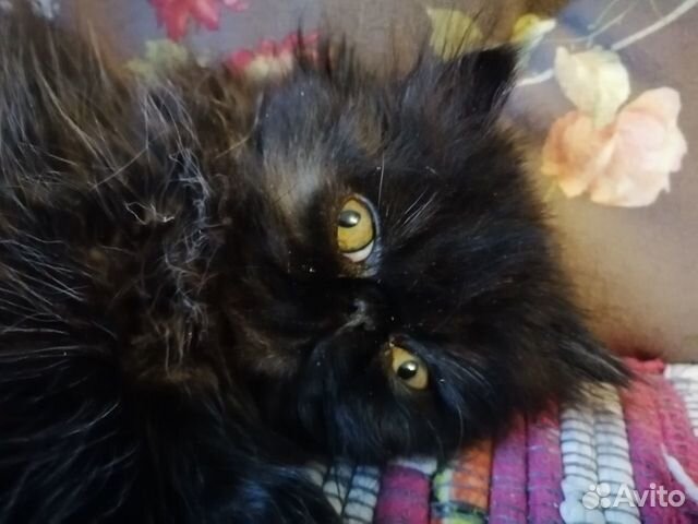 Черные персидские котята