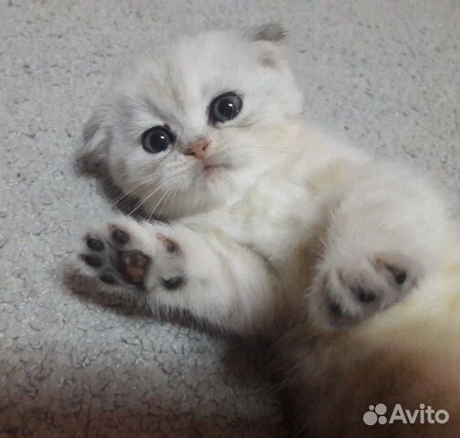 Шотландский вислоухий котенок