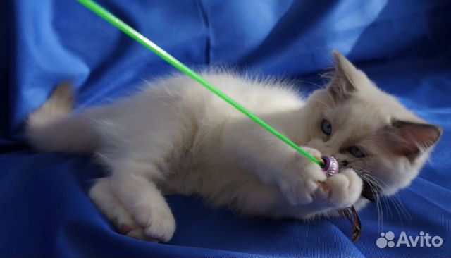 Котенок рэгдолл