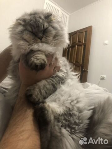 Хайленд фолд вязка