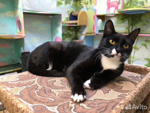 Кошечка в добрые руки