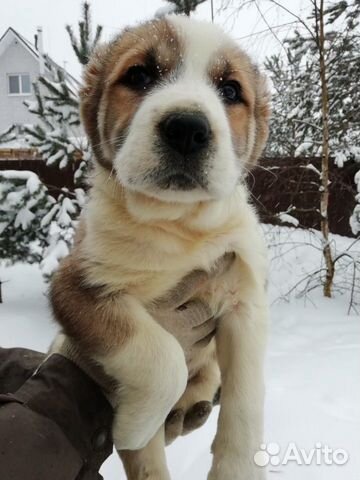 Крупные щенки Алабая