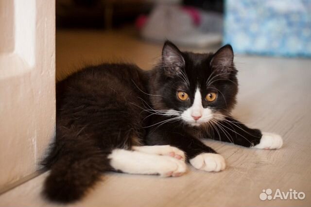 Котик Феликс