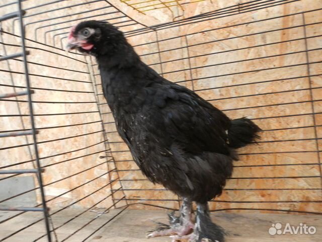 Петушок черно-медного марана