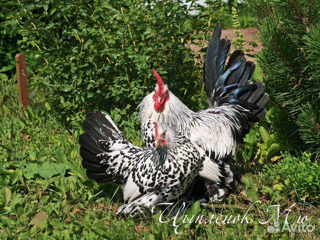 Мильфлер (декоративные курочки - бентамки)