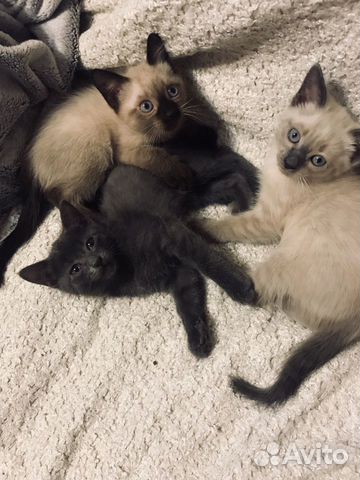 Котята помесь Сиамца и Русско голубой