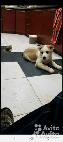 Среднеазиатская овчарка