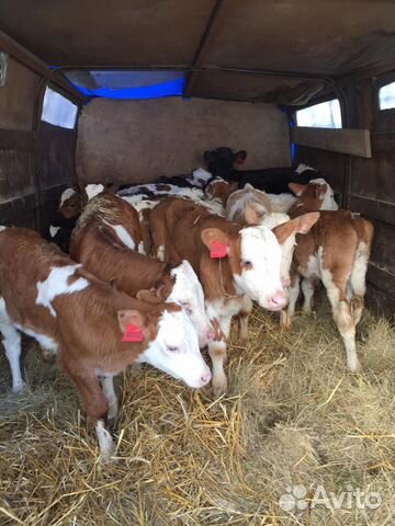 Телки сименталы герефорды