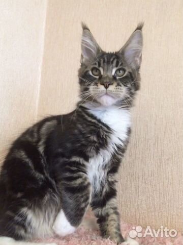 Мордастый, лапастый, ушастый кот