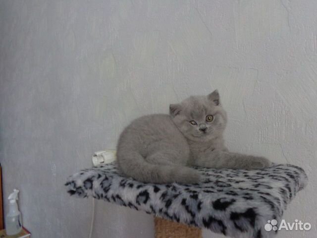 Британский котик