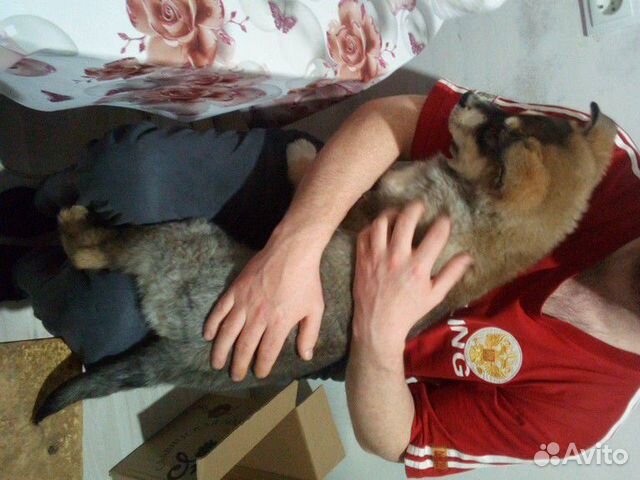 Продаю Маламута